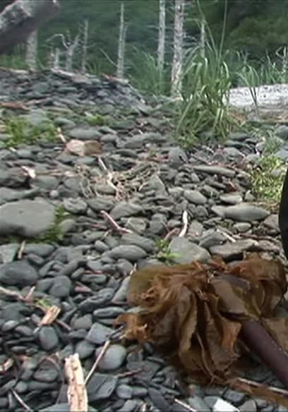 Watch Survivorman S02:E02 - Alaska - Free TV Shows | Tubi