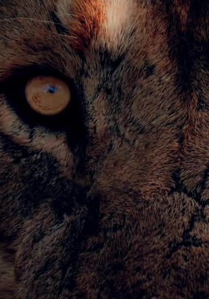 Watch The UnXplained S04:E06 - Serial Killer Creatures - Free TV Shows ...