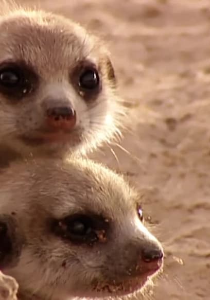 Watch Meerkat Manor S01:E04 - Revolution - Free TV Shows | Tubi