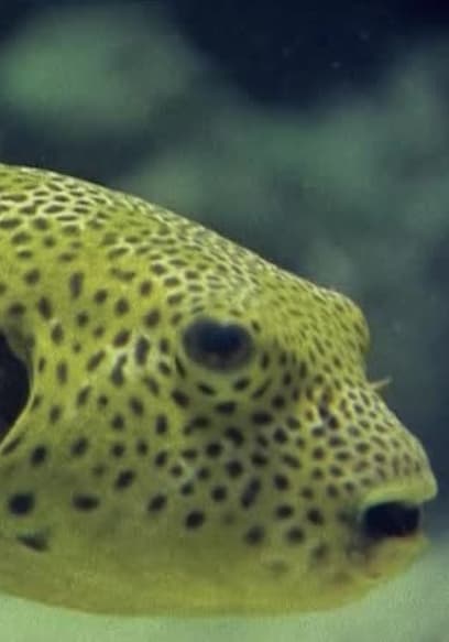 Watch Amazing Animals S01:E06 - Animal Weapons (Pt. 2) - Free TV Shows ...