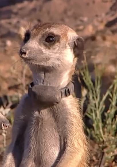 Watch Meerkat Manor S01:E05 - Childhood's End - Free TV Shows | Tubi