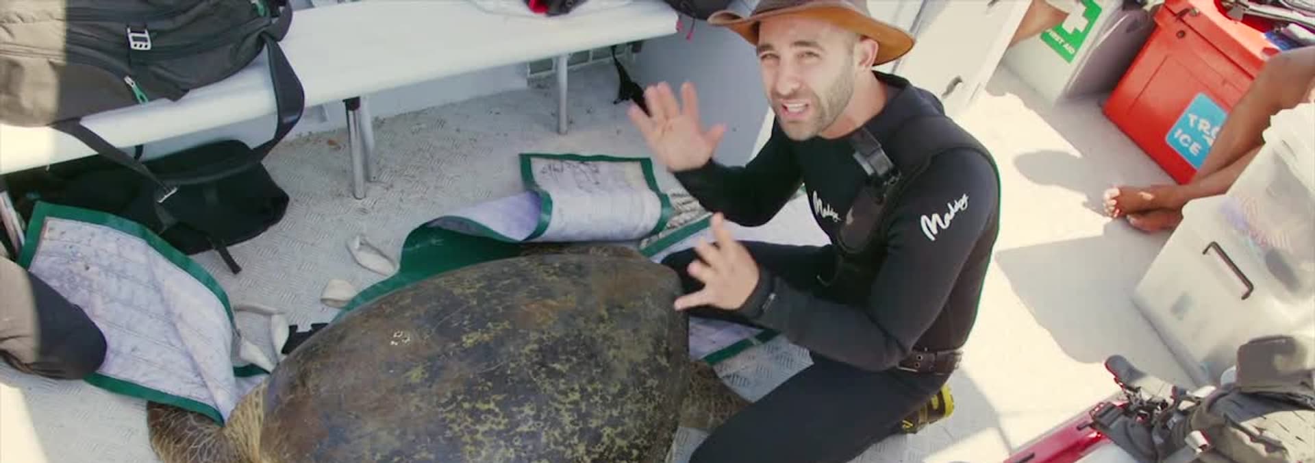 Watch Brave Wilderness S05:E05 - Swimming With Sea Turtles - Free TV ...